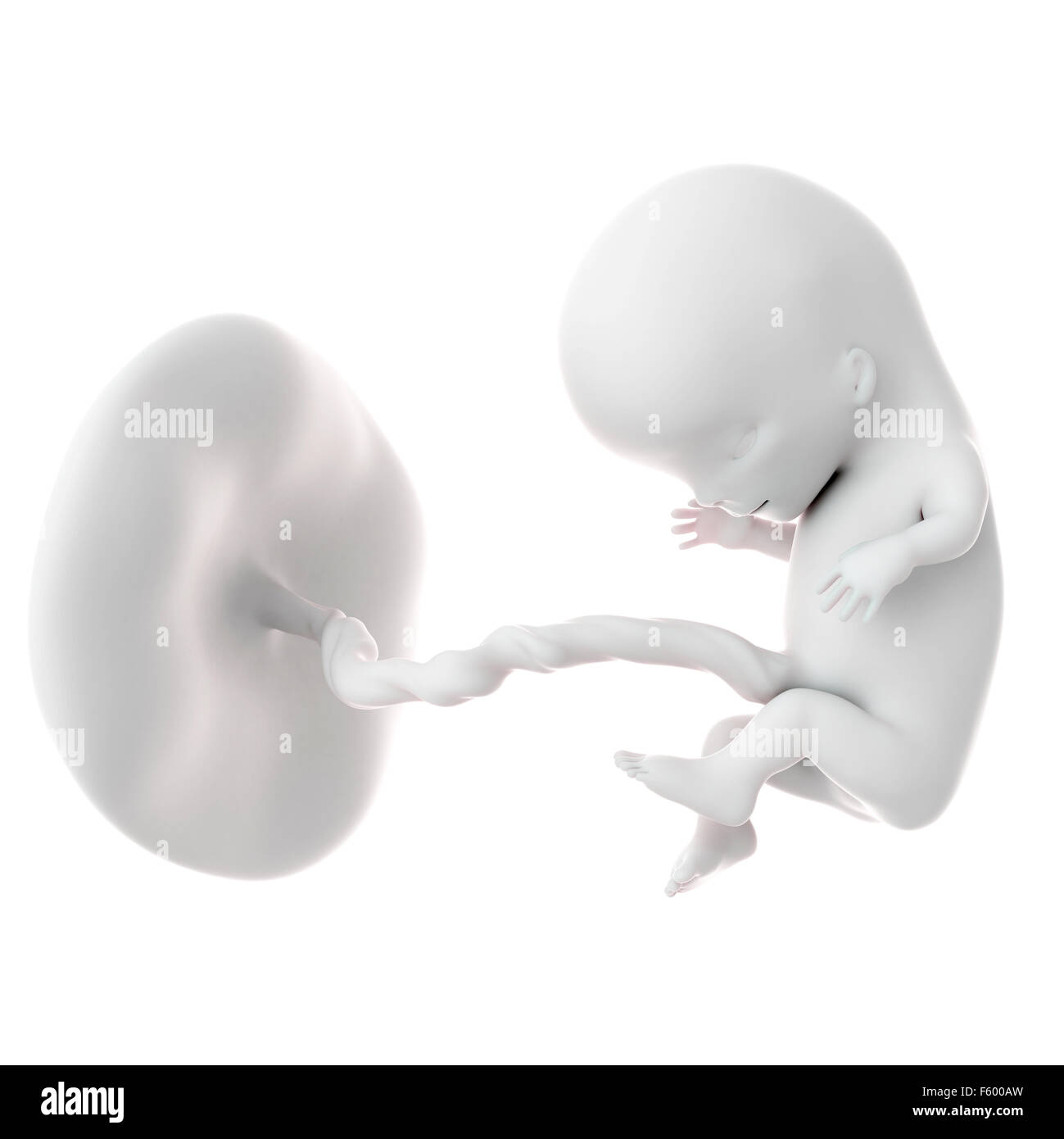 medically accurate illustration of a fetus week 11 Stock Photo - Alamy
