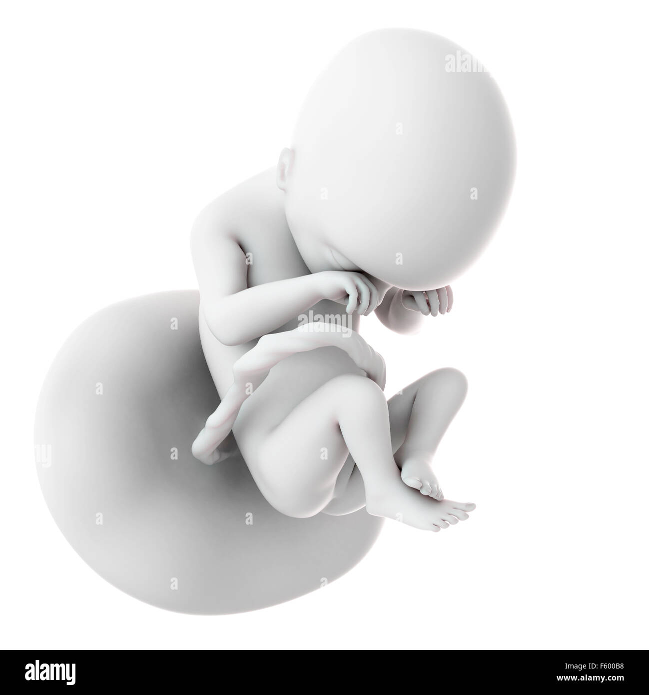 medically accurate illustration of a fetus week 19 Stock Photo - Alamy