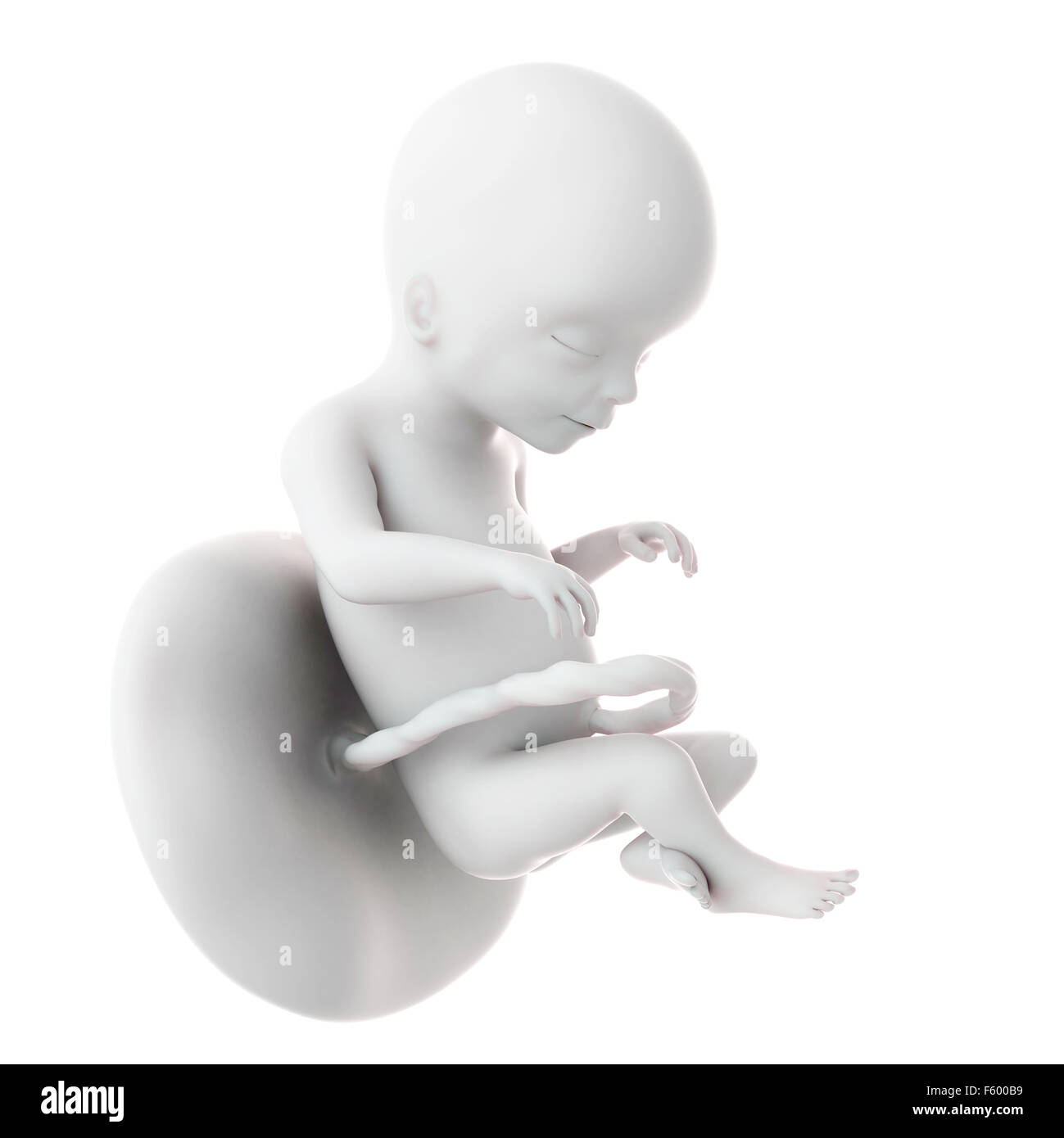20 week embryo Cut Out Stock Images & Pictures - Alamy