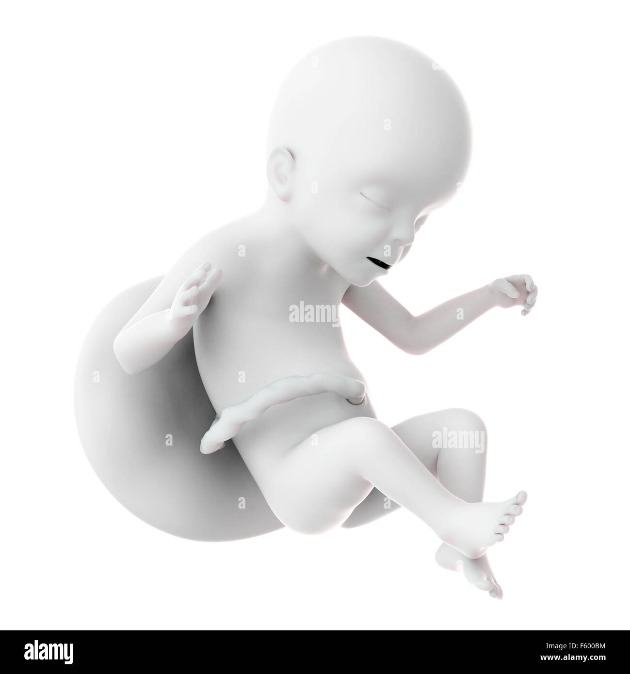 Fetus 23 week hi-res stock photography and images - Alamy