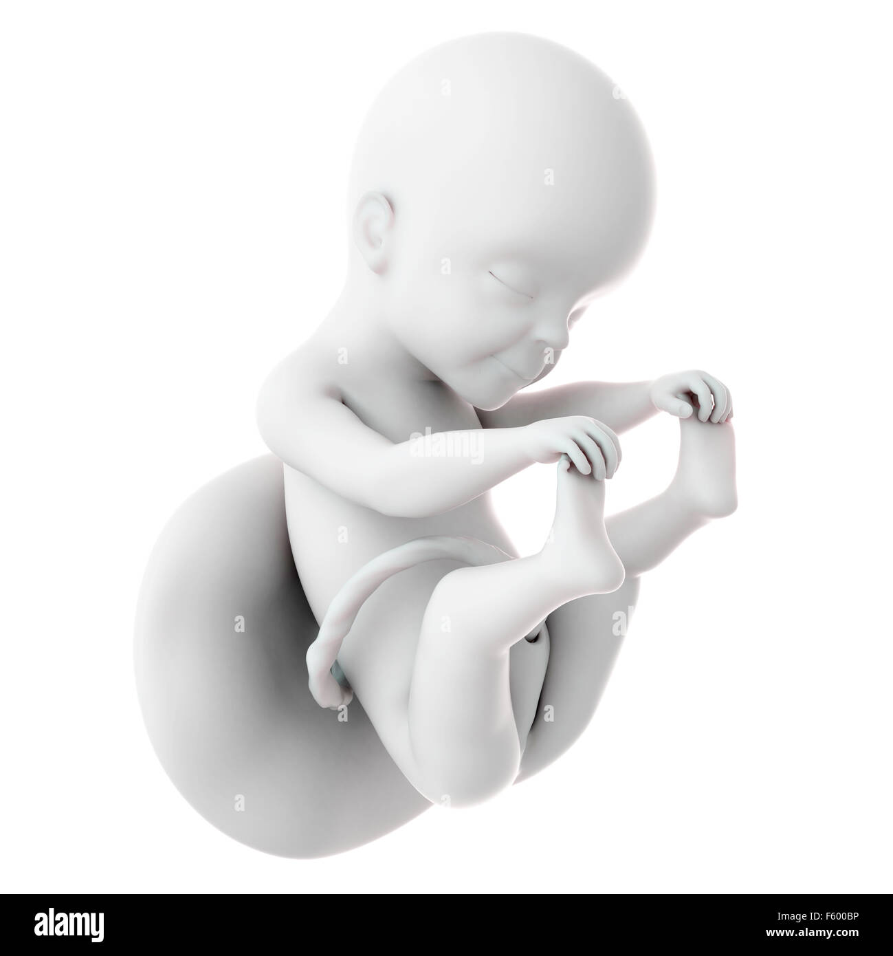 medically accurate illustration of a fetus week 25 Stock Photo - Alamy