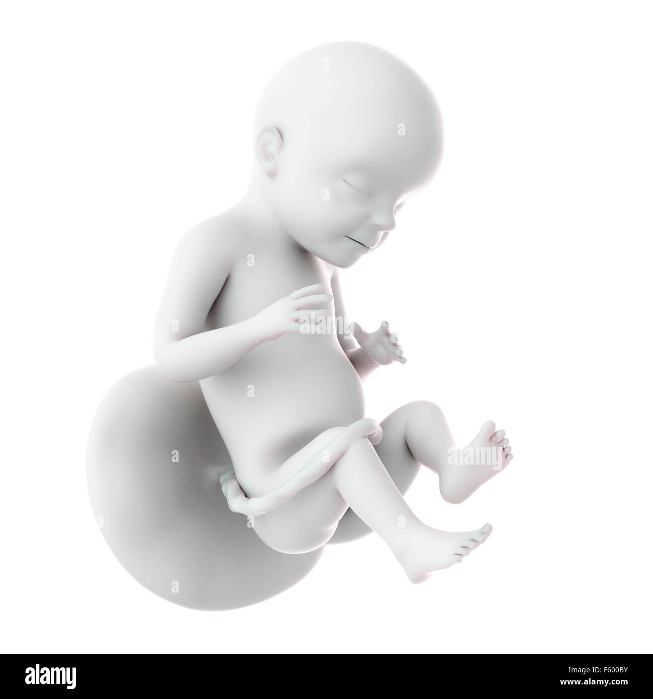 28 week fetus Cut Out Stock Images & Pictures - Alamy