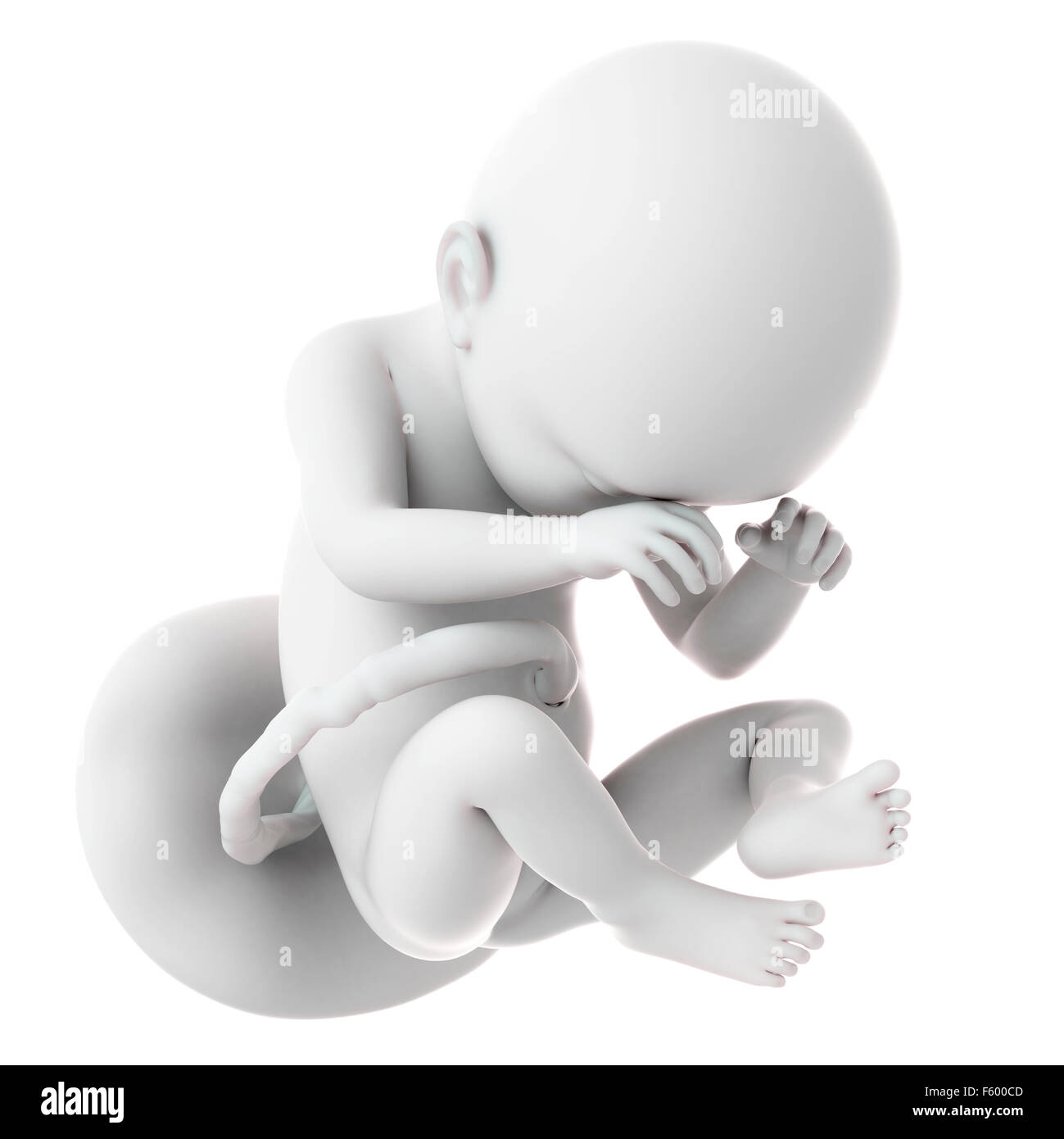 medically accurate illustration of a fetus week 38 Stock Photo - Alamy