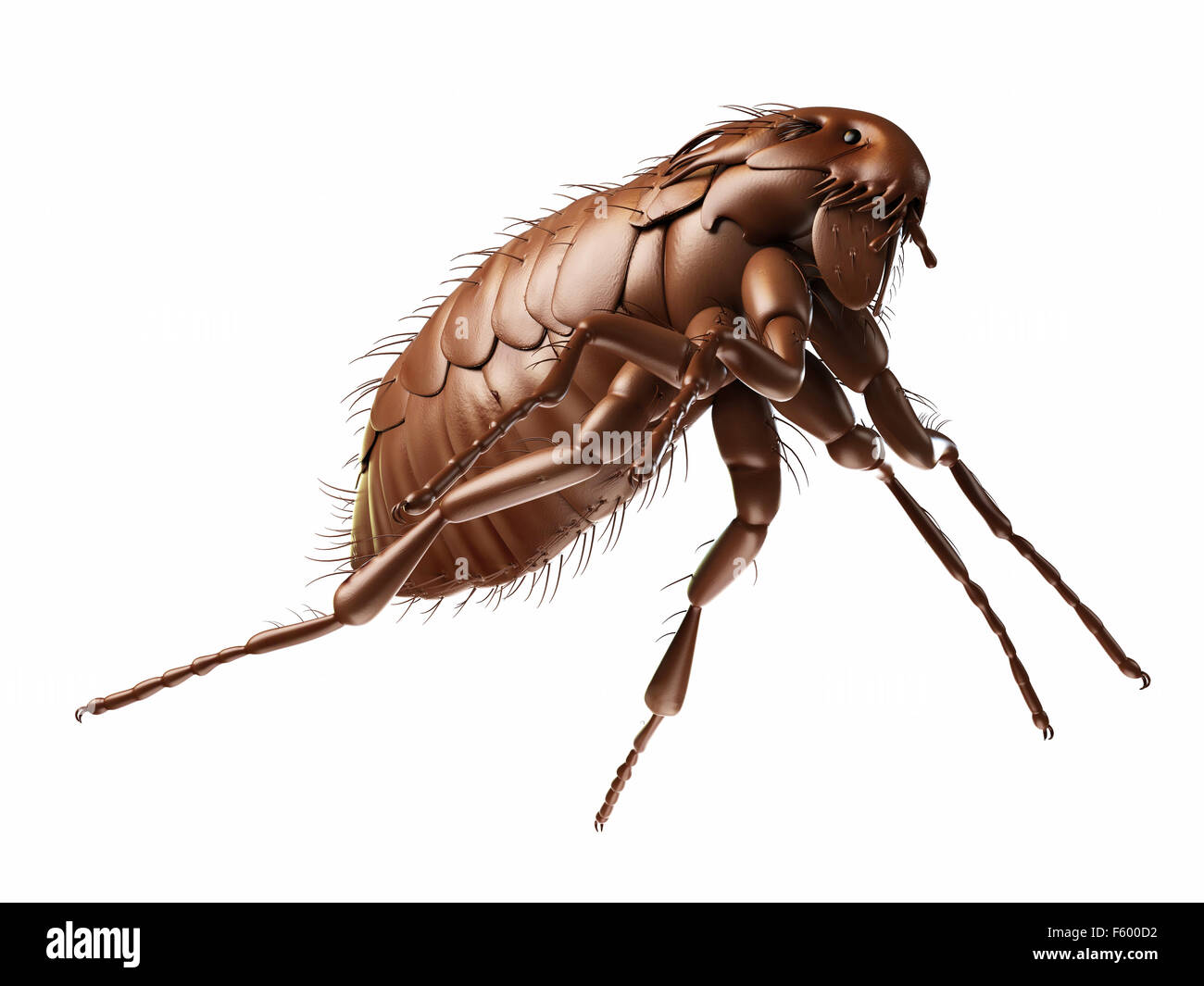 medically accurate illustration of a flea Stock Photo - Alamy