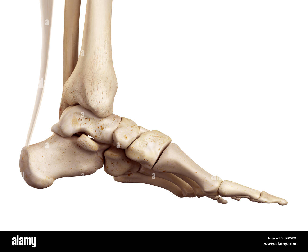 medical accurate illustration of the achilles tendon Stock Photo - Alamy