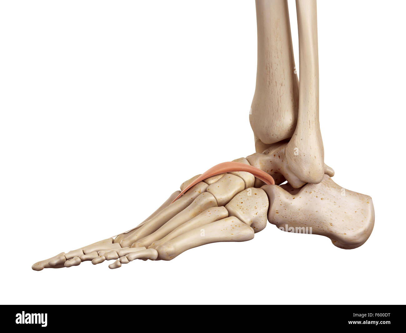 medical accurate illustration of the extensor hallucis brevis Stock ...