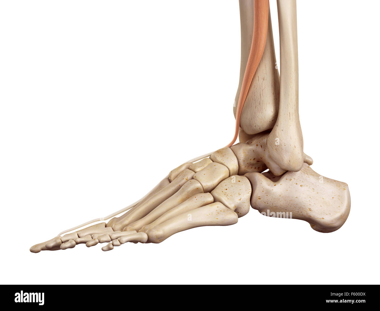 medical accurate illustration of the extensor hallucis longus Stock ...