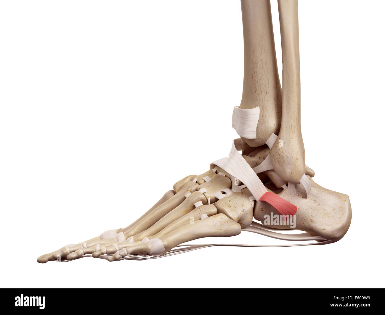 medical accurate illustration of the inferior peroneal retinaculum ...