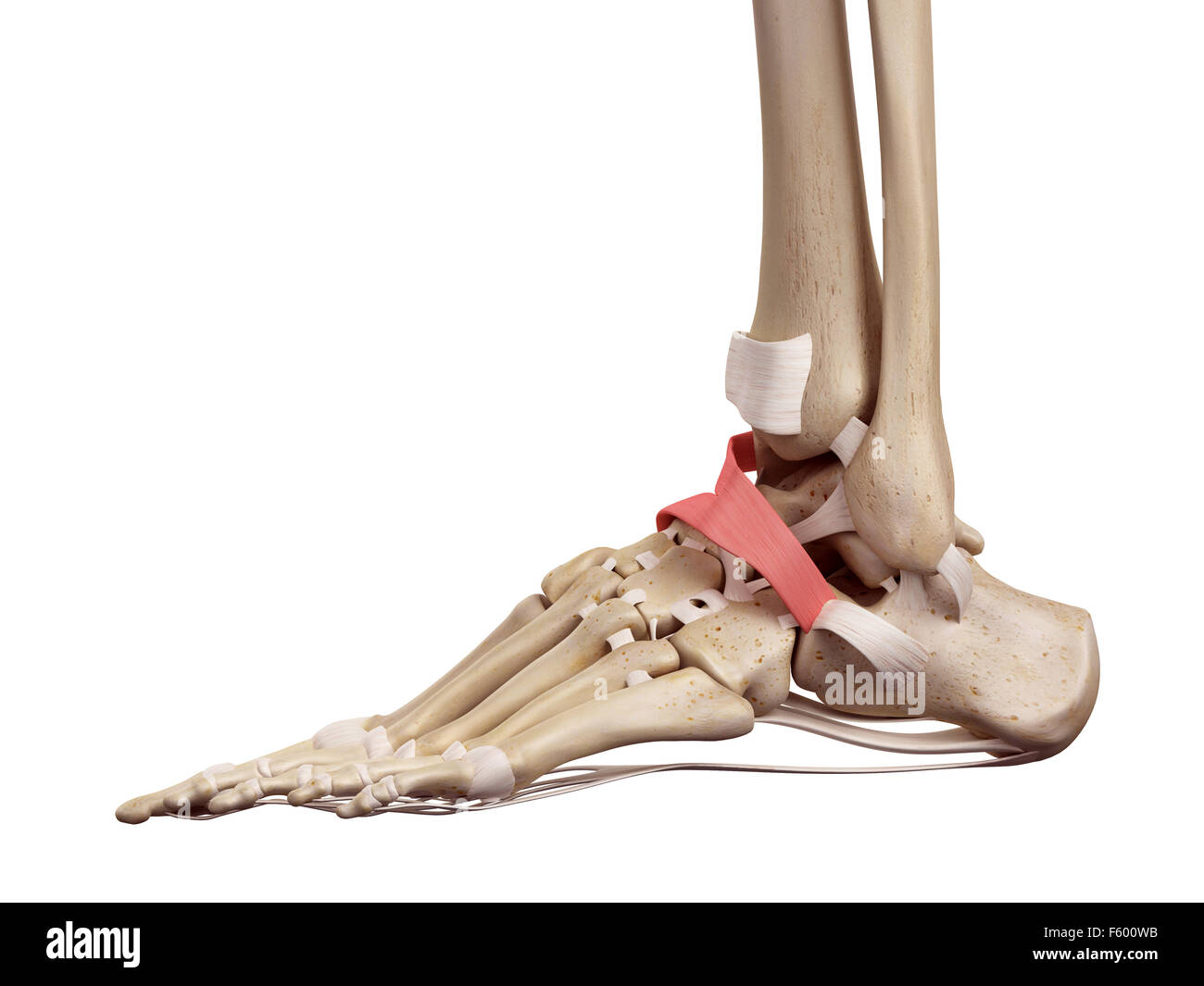 medical accurate illustration of the inferior extensor retinaculum ...