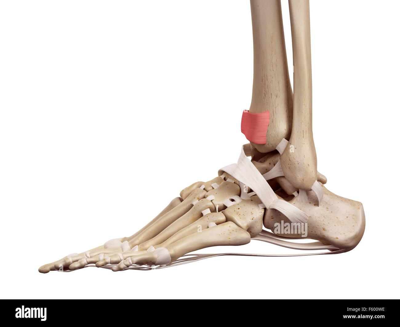 Extensor tendon hi-res stock photography and images - Alamy