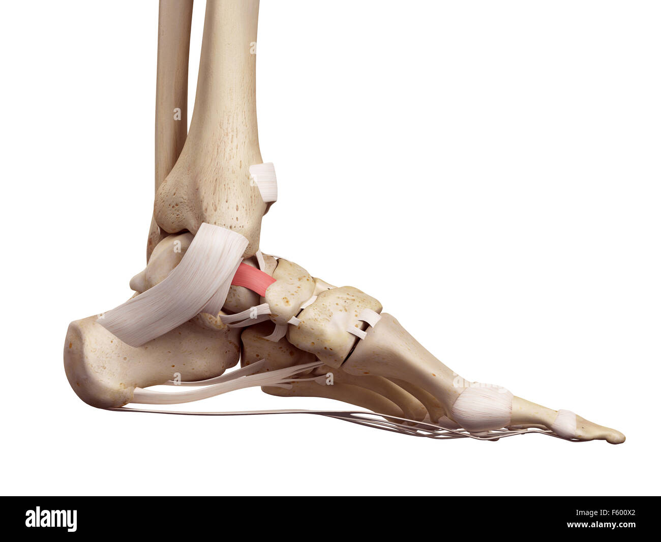 medical accurate illustration of the tibeonavicular ligament Stock ...