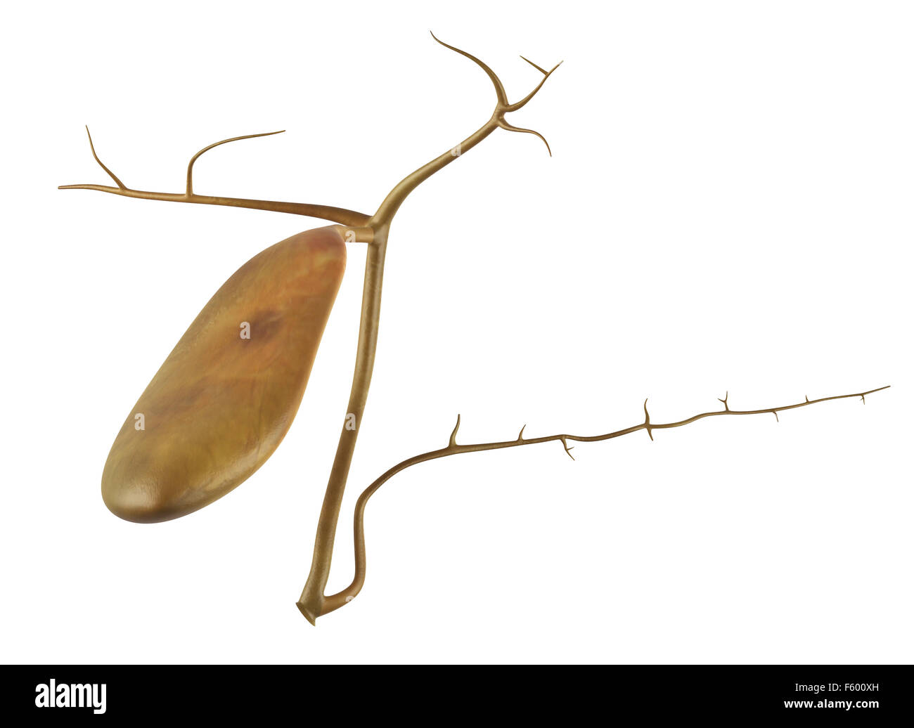 Gallbladder hi-res stock photography and images - Alamy