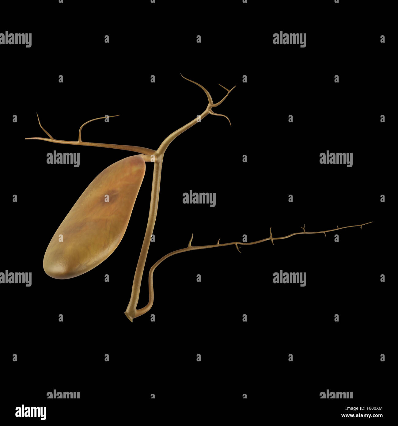 medically accurate illustration of the gallbladder Stock Photo - Alamy