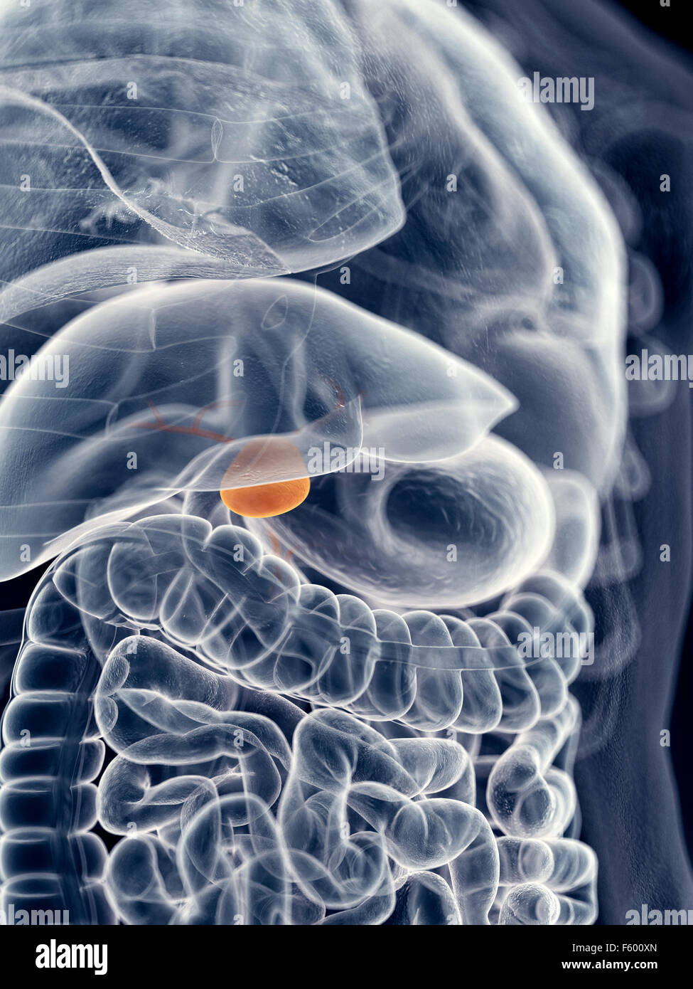 medically accurate illustration of the gallbladder Stock Photo - Alamy