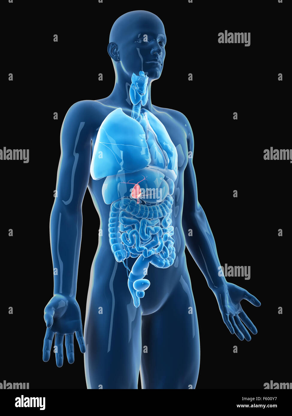 medically accurate illustration of the gallbladder Stock Photo - Alamy