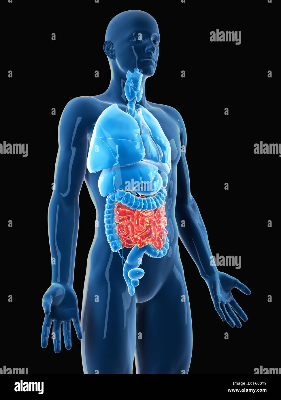 medically accurate illustration of the small intestine Stock Photo - Alamy