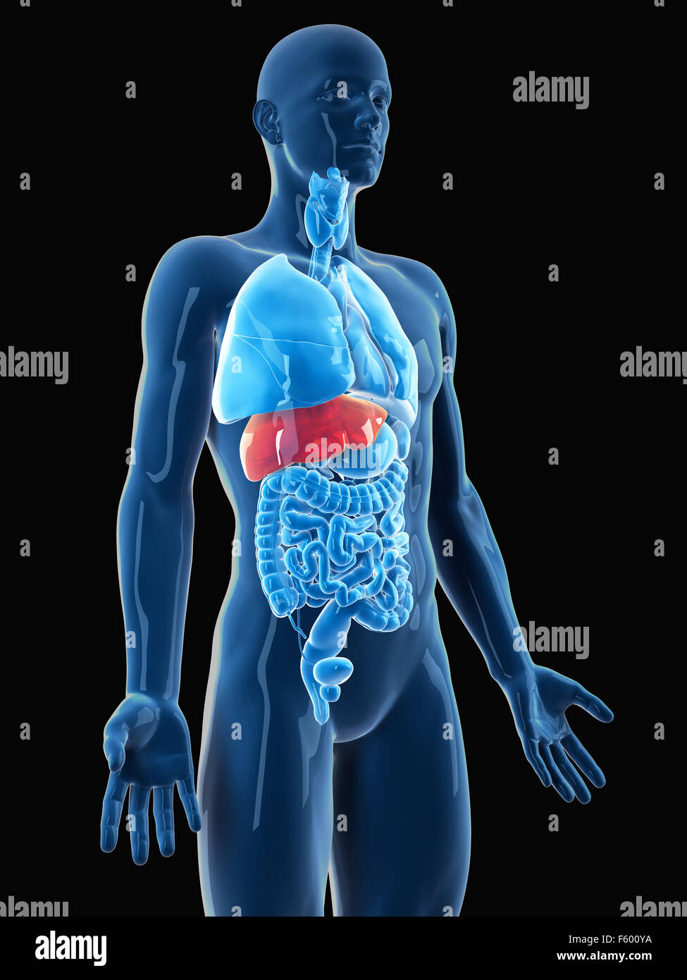 Normal liver hi-res stock photography and images - Alamy