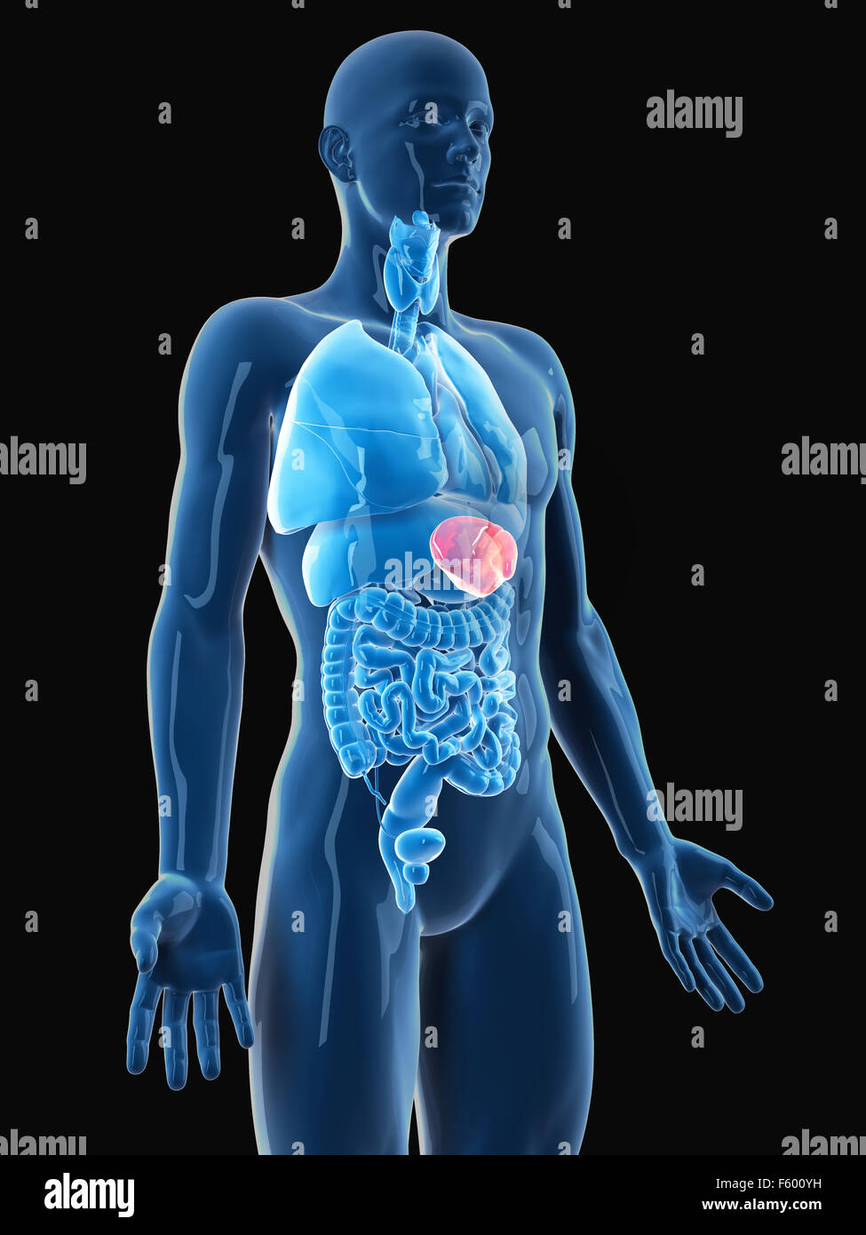 medically accurate illustration of the spleen Stock Photo - Alamy