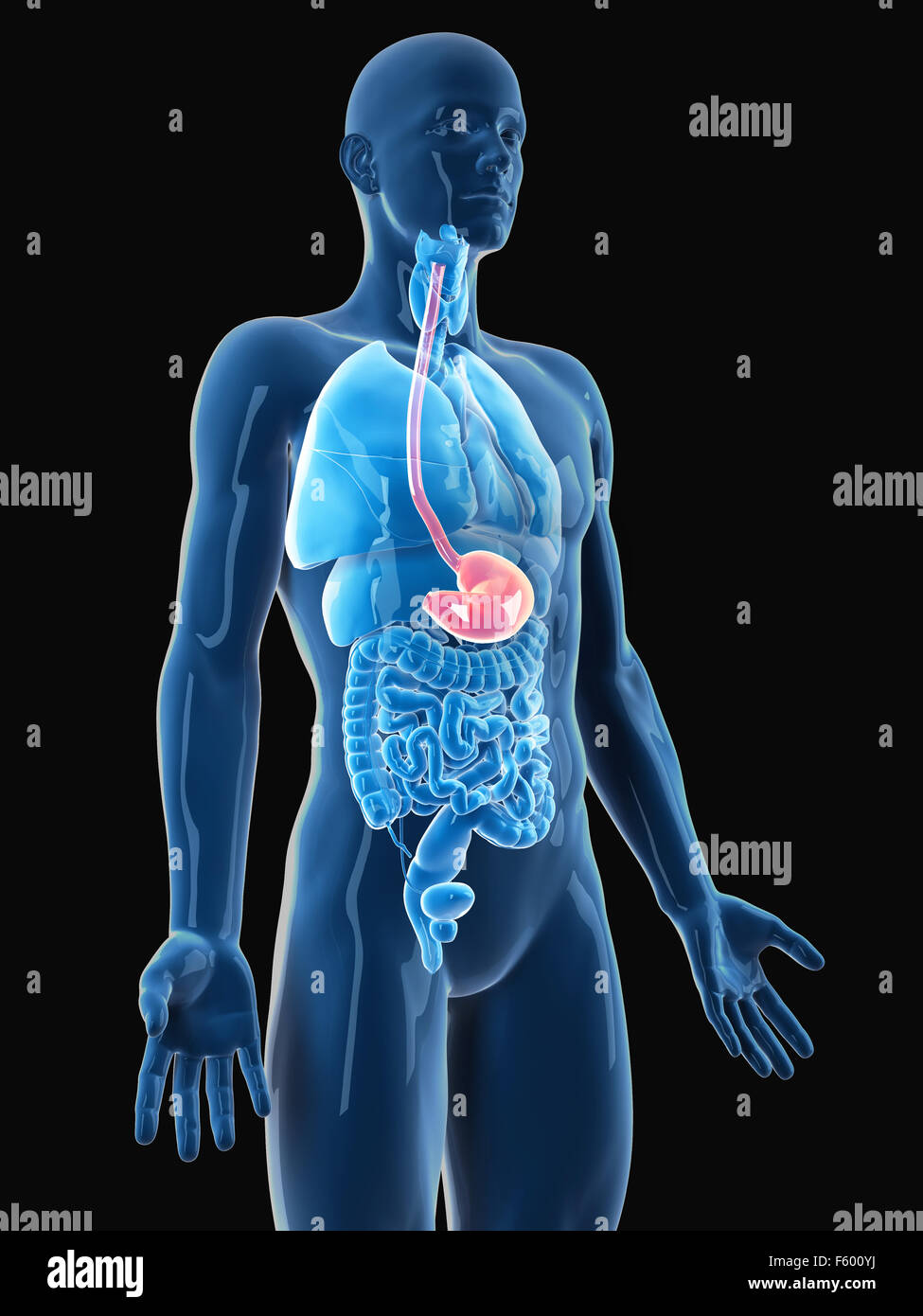medically accurate illustration of the stomach Stock Photo - Alamy