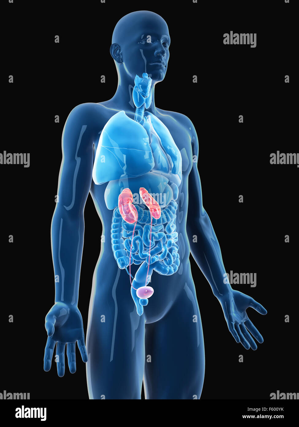 Human Kidney Location In The Body