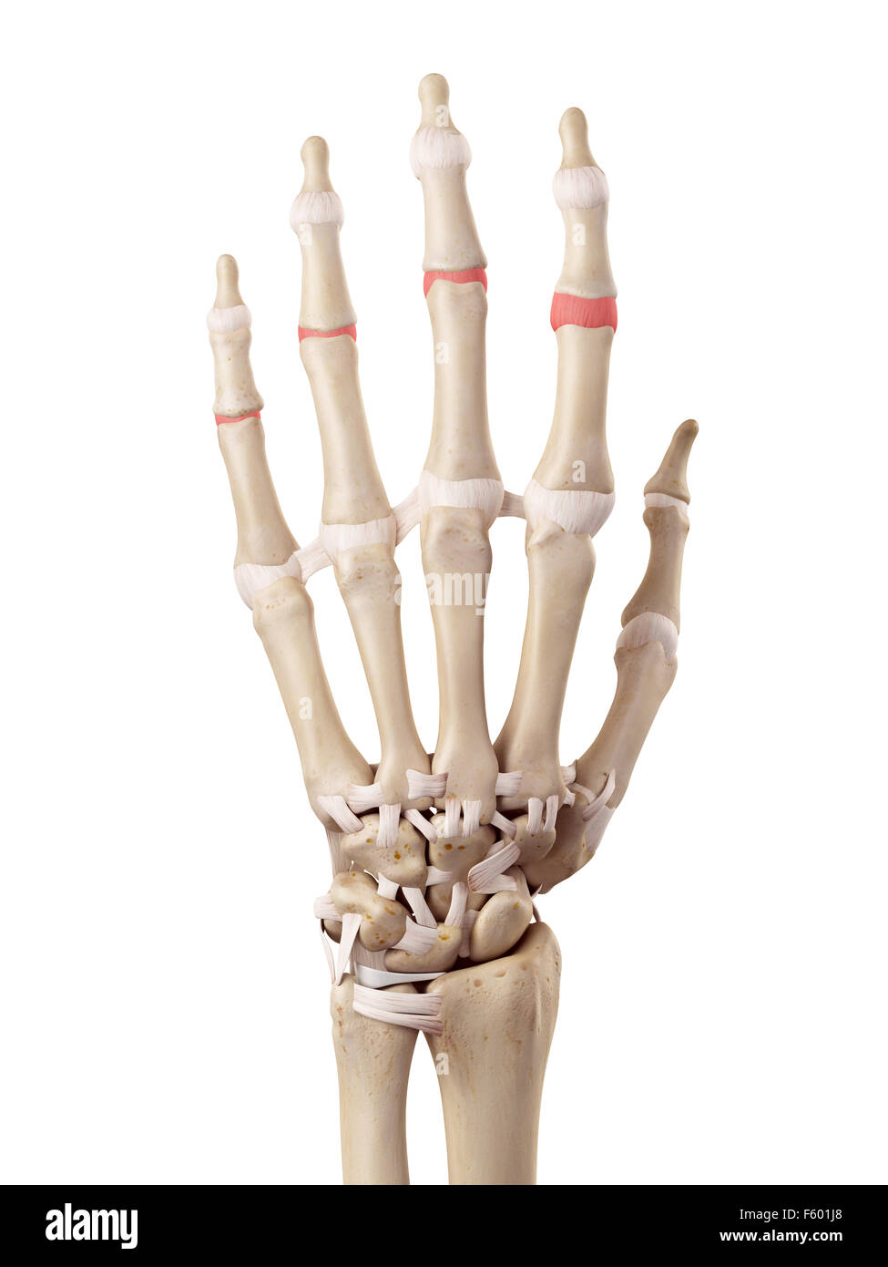 medical accurate illustration of the medial joint capsules Stock Photo ...