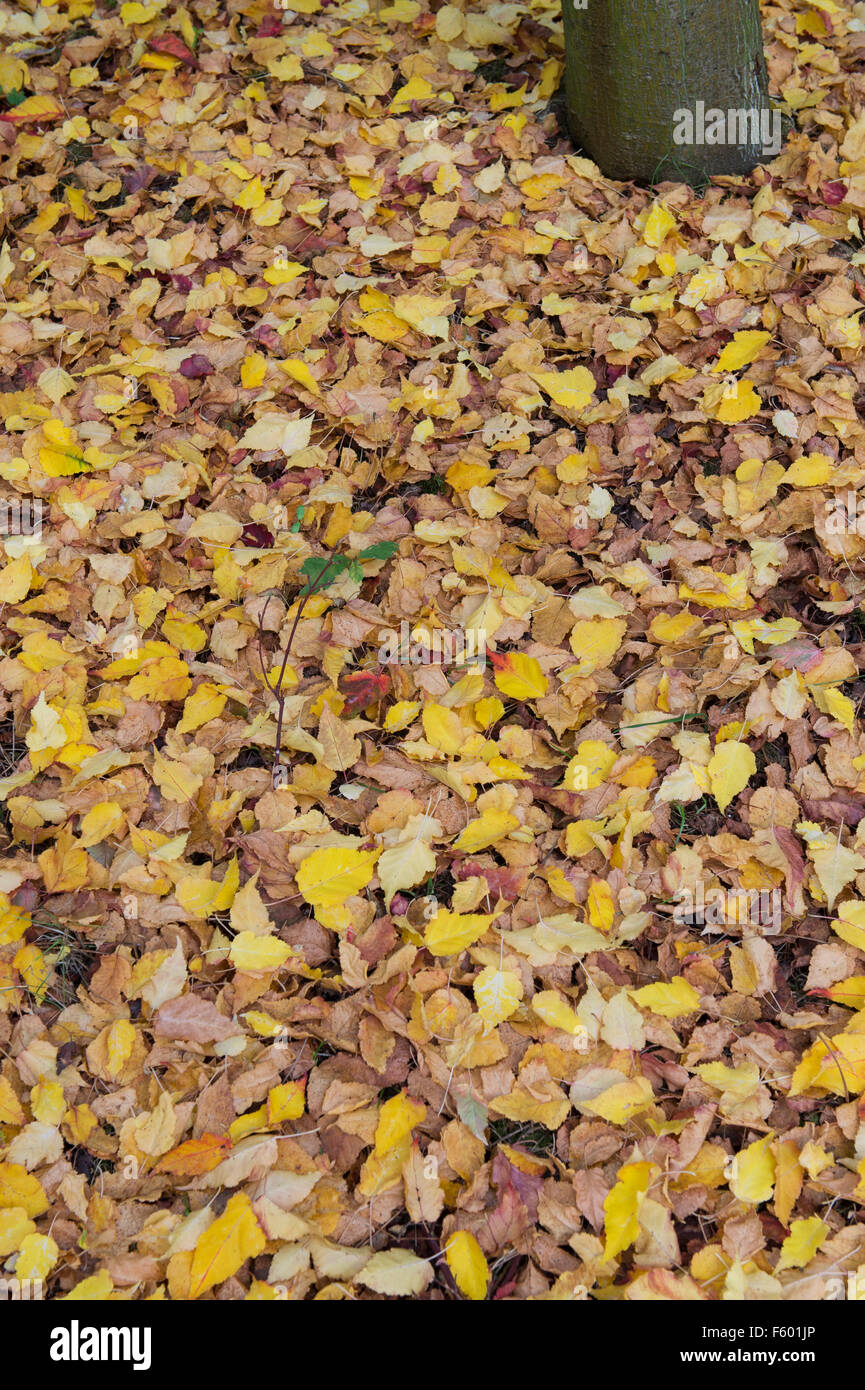 Dead hawthorn leaf hi-res stock photography and images - Alamy