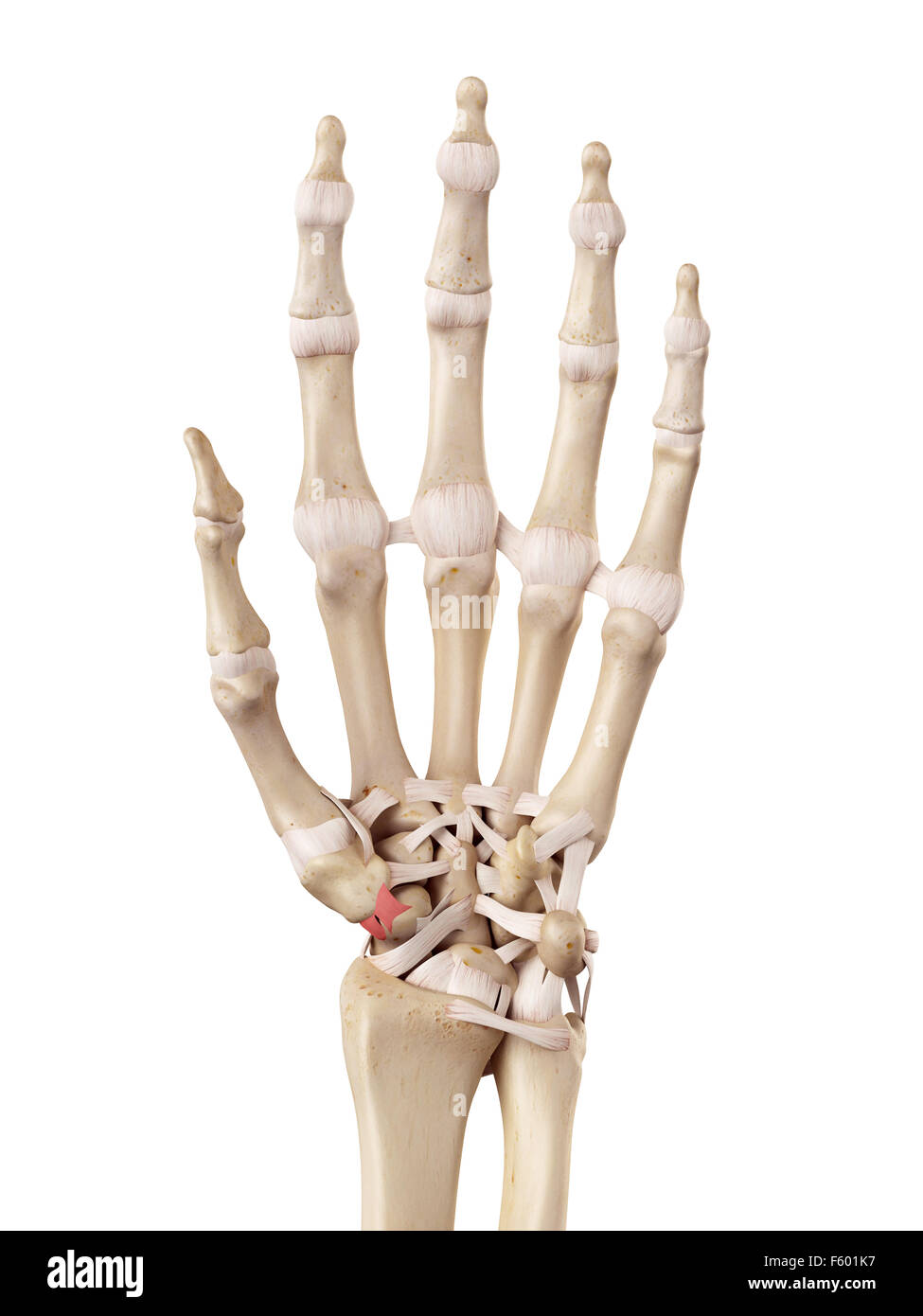 Scaphotrapezial ligament hi-res stock photography and images - Alamy