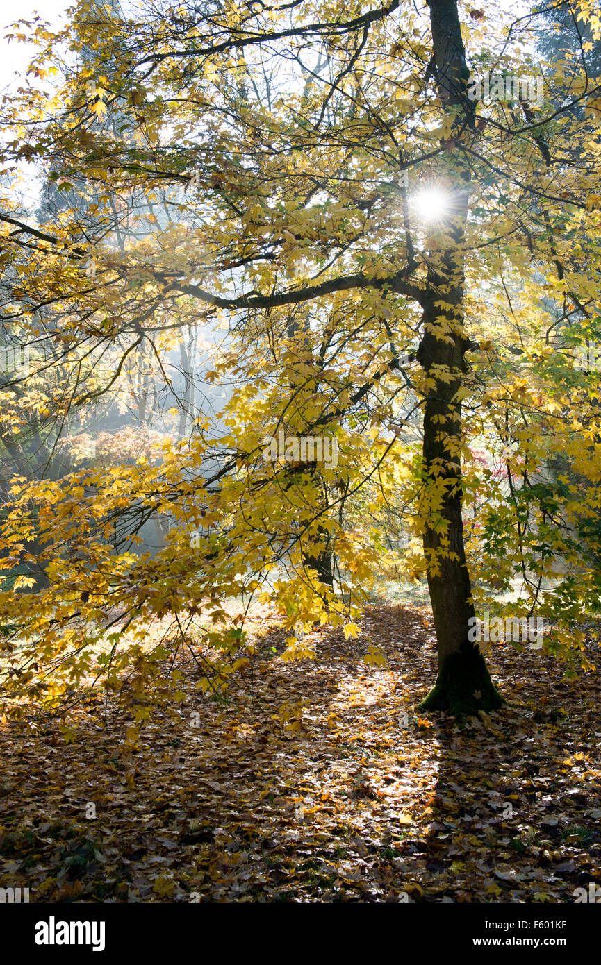 Acer Saccharum. Sugar Maple tree leaves in autumn. UK Stock Photo - Alamy