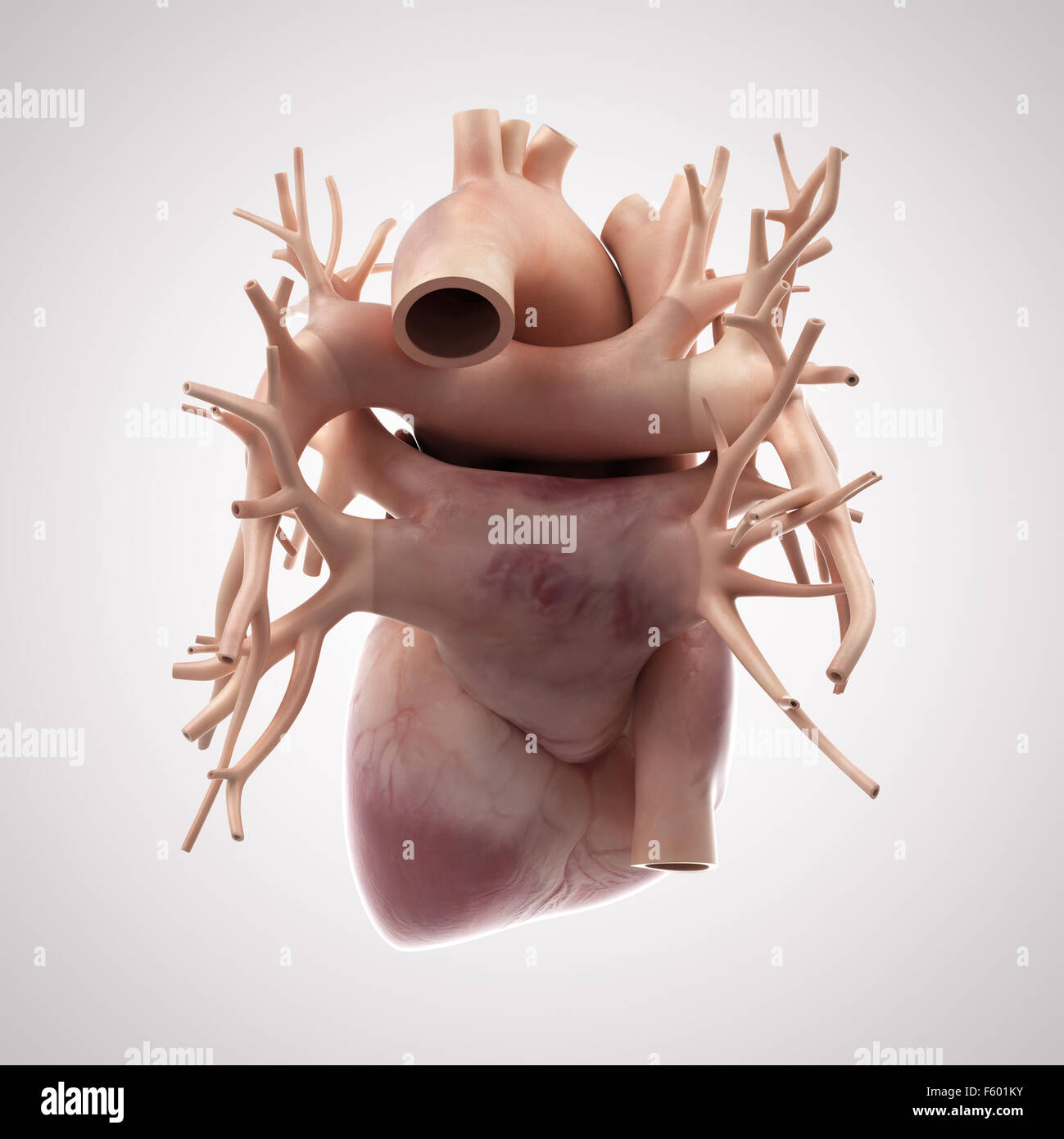 medically accurate illustration of the human heart Stock Photo - Alamy