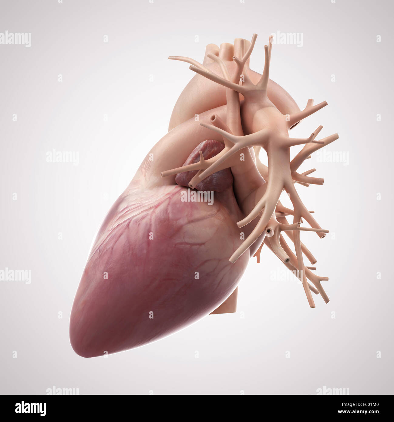 medically accurate illustration of the human heart Stock Photo - Alamy