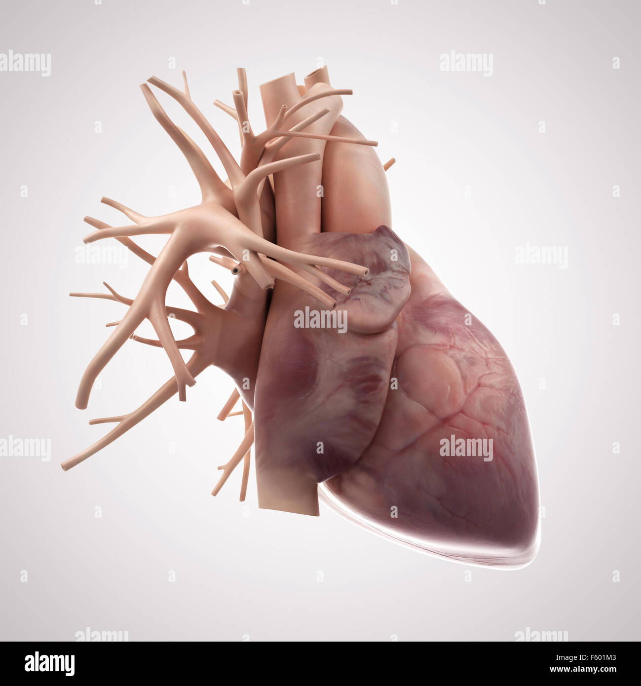 medically accurate illustration of the human heart Stock Photo - Alamy