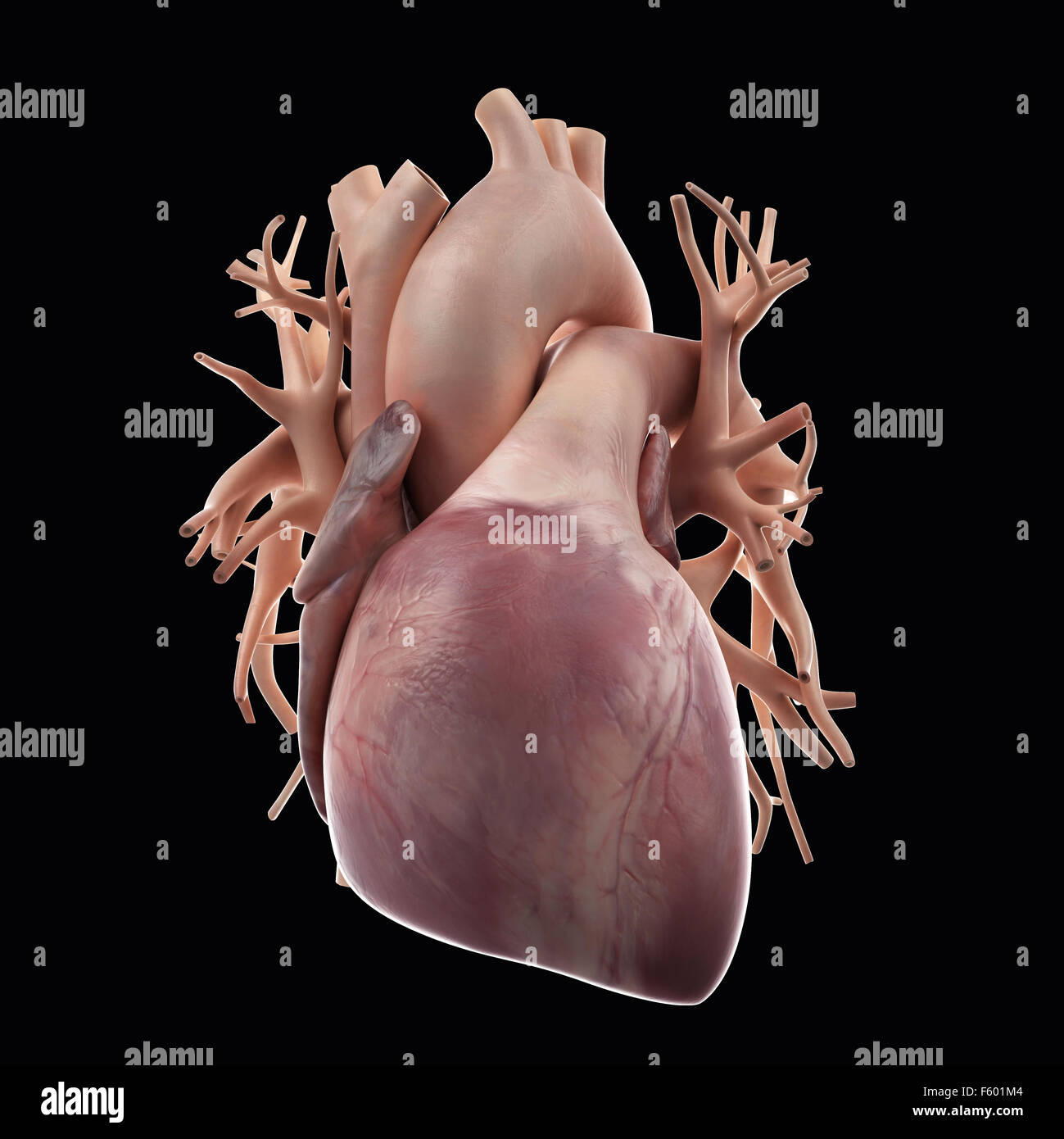 medically accurate illustration of the human heart Stock Photo - Alamy