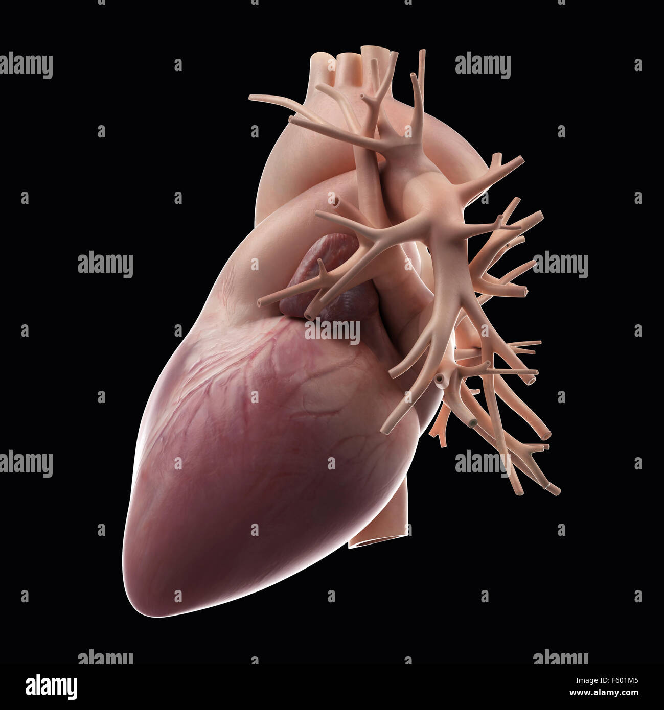 medically accurate illustration of the human heart Stock Photo - Alamy