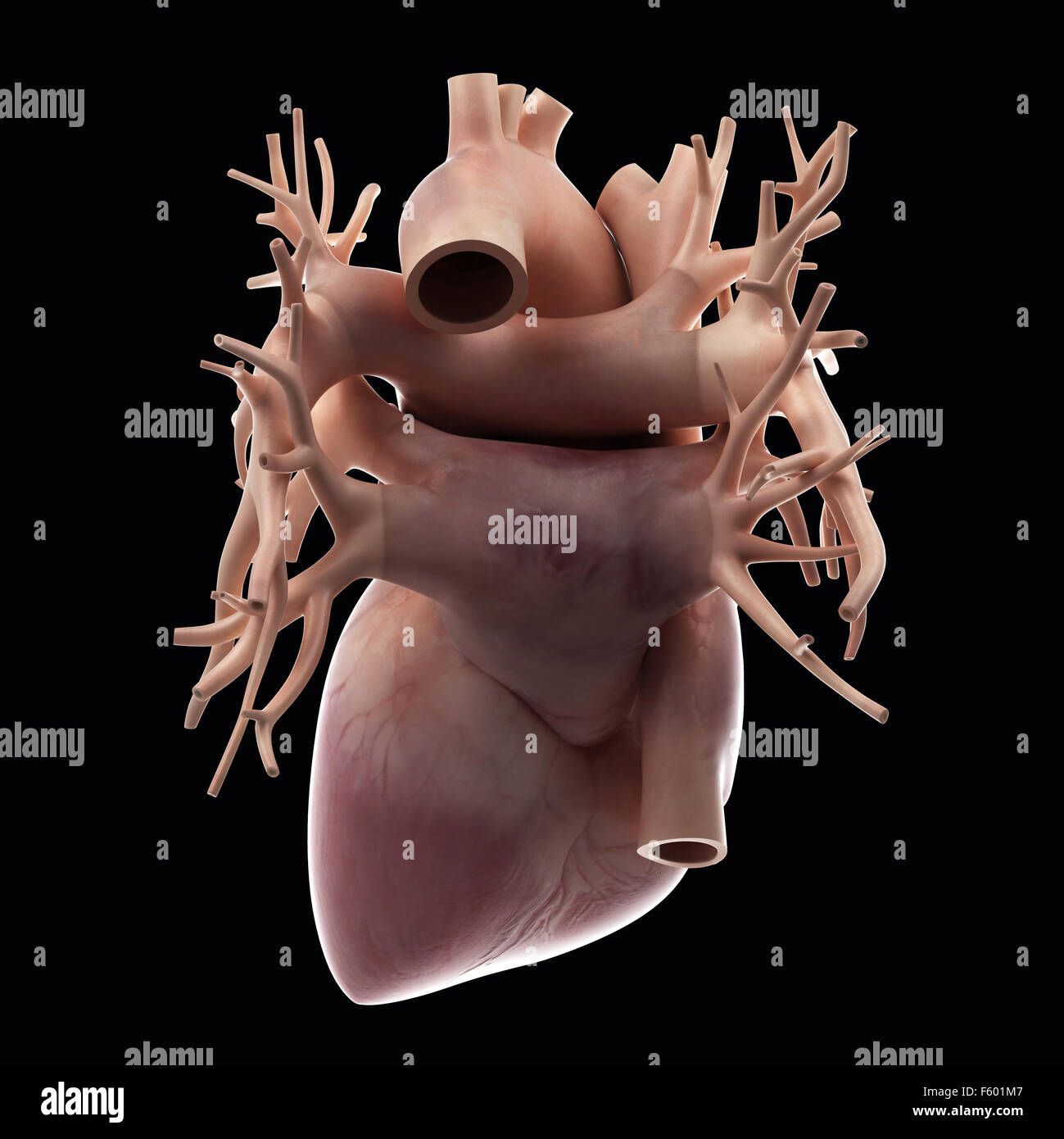 medically accurate illustration of the human heart Stock Photo - Alamy