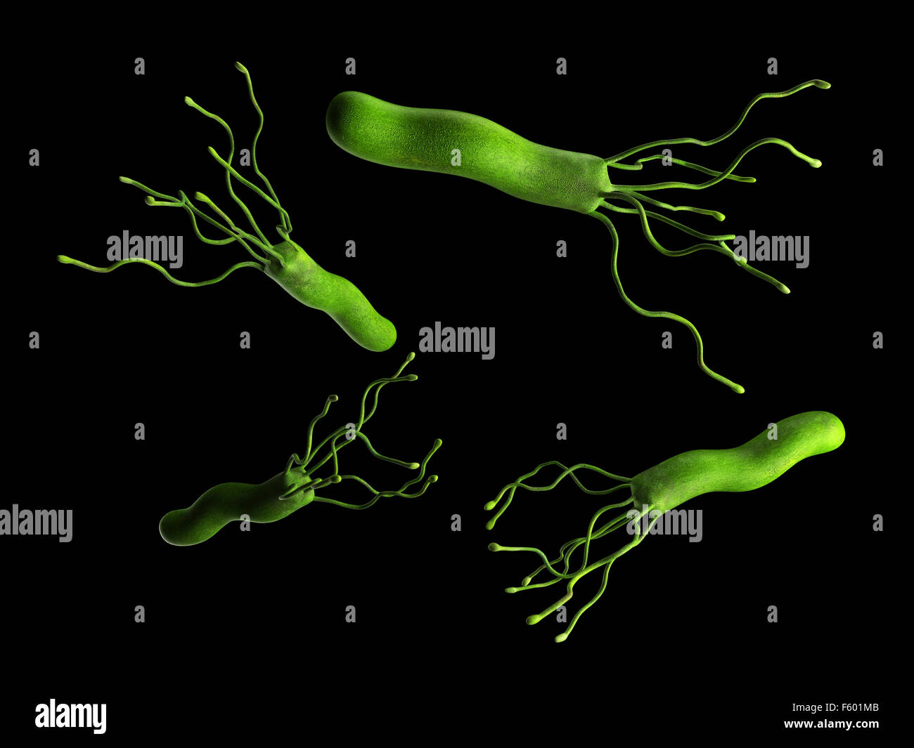 Helicobacter hi-res stock photography and images - Alamy