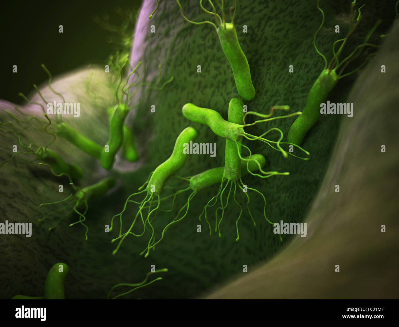 medical bacteria illustration of the helicobacter pyloris Stock Photo ...