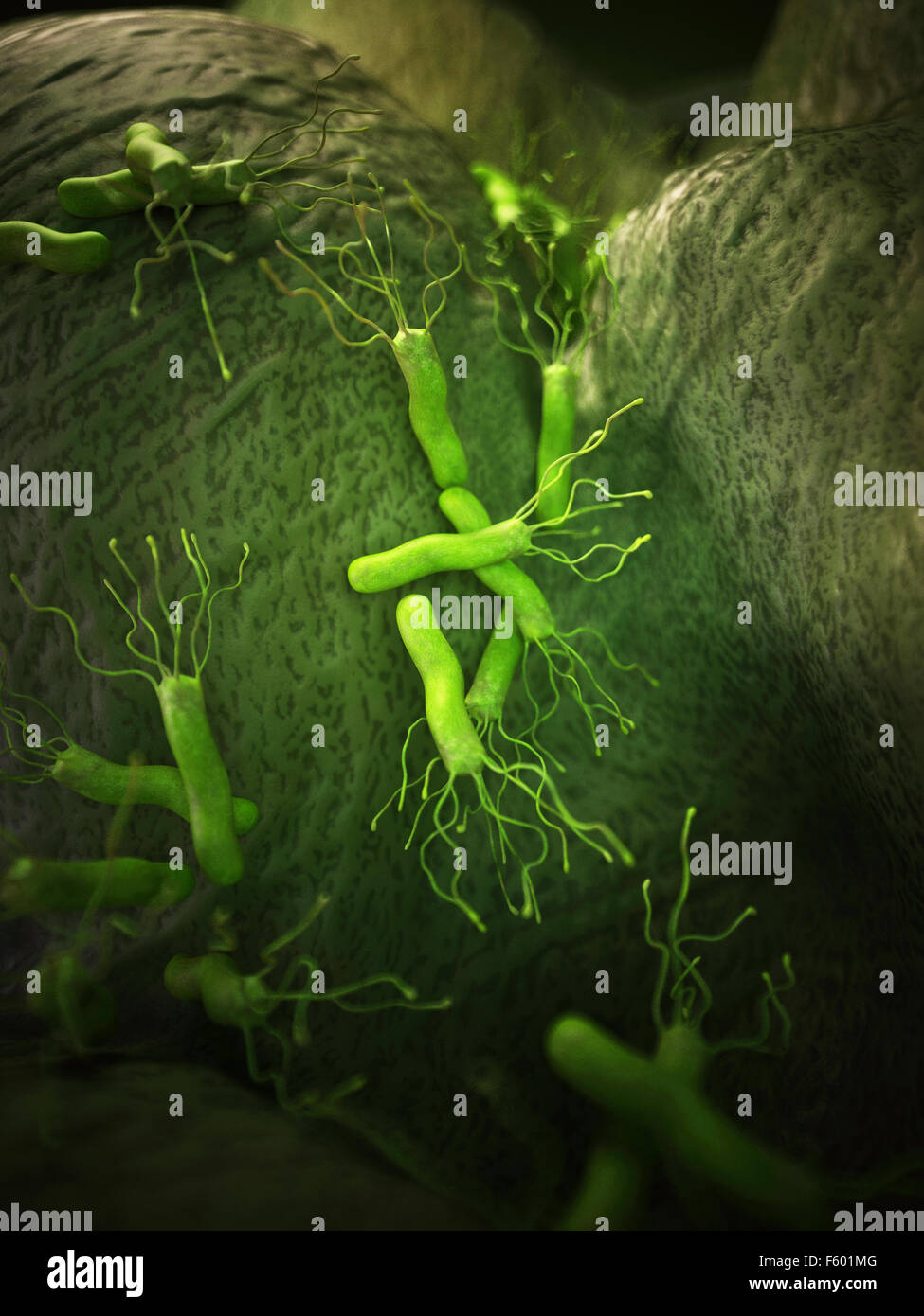medical bacteria illustration of the helicobacter pyloris Stock Photo ...