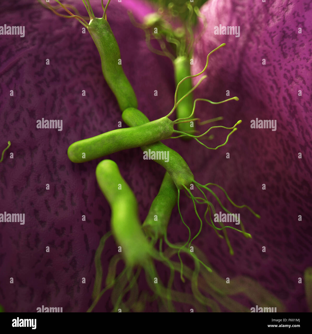 medical bacteria illustration of the helicobacter pyloris Stock Photo ...