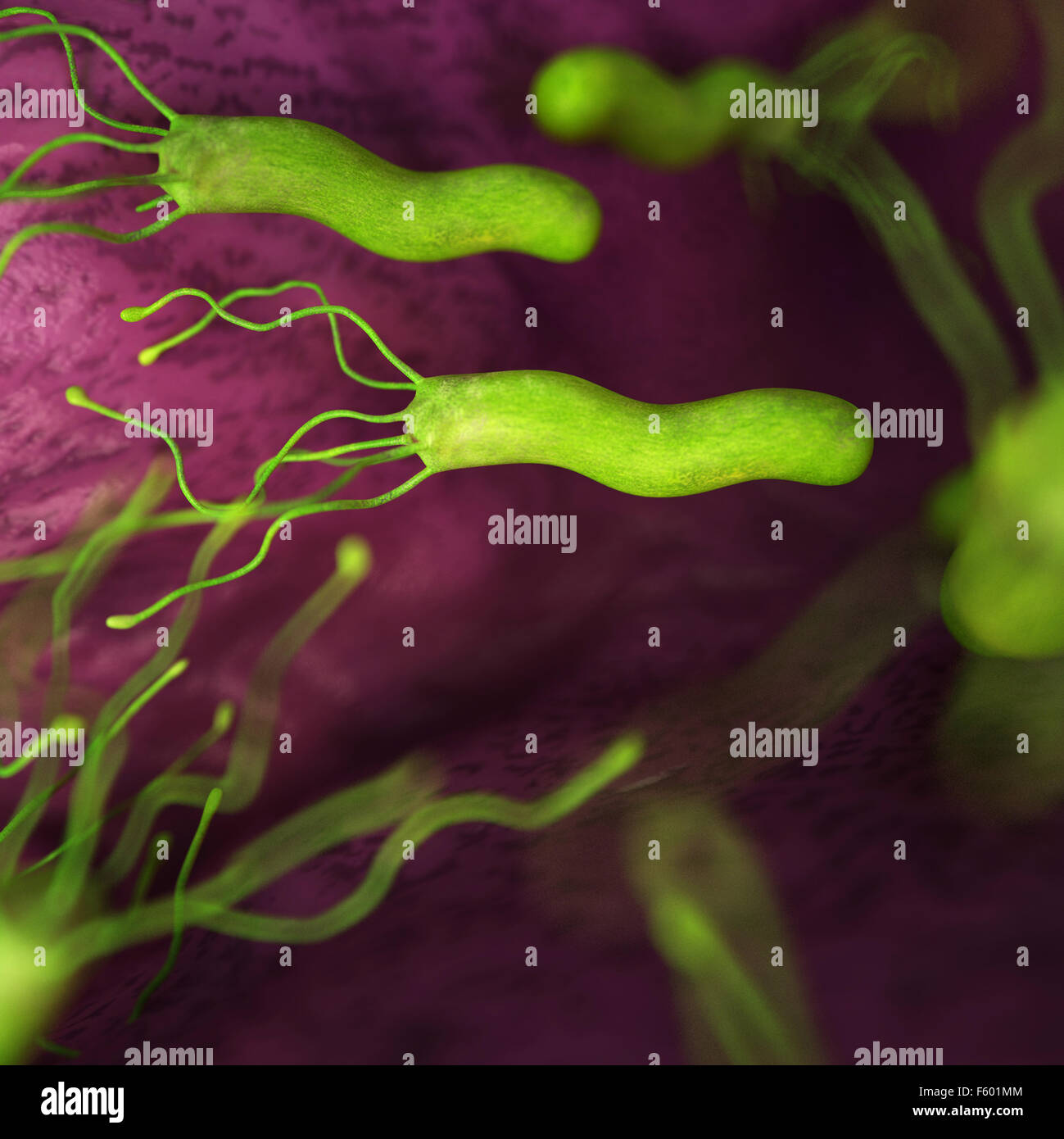 Helicobacter hi-res stock photography and images - Alamy