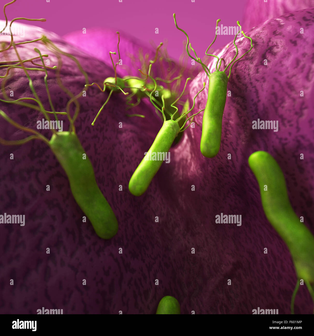 medical bacteria illustration of the helicobacter pyloris Stock Photo ...