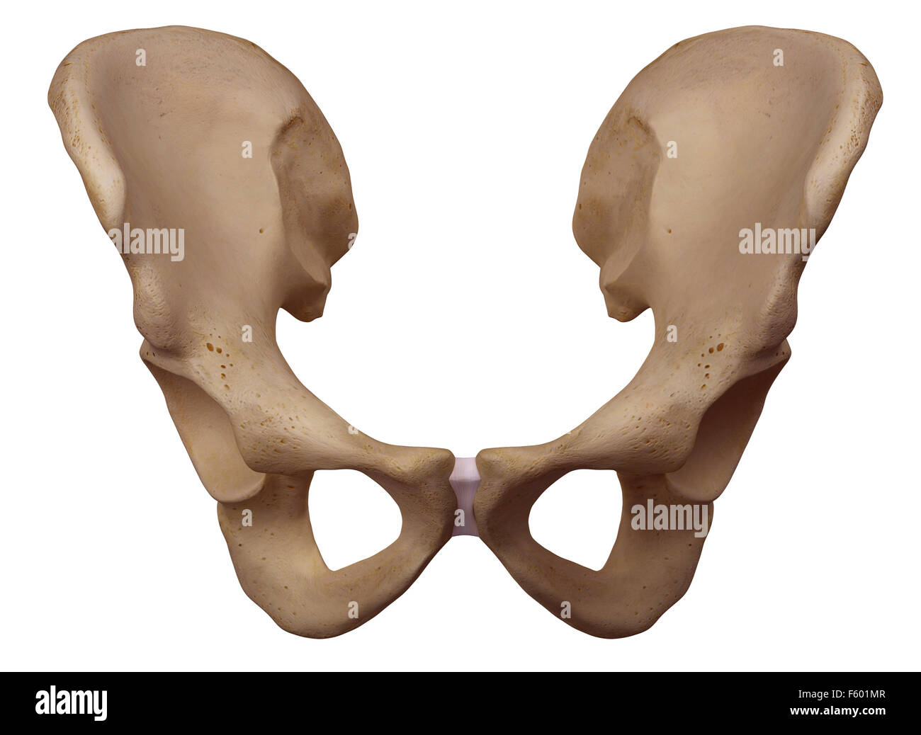 Frontal bone hi-res stock photography and images - Alamy