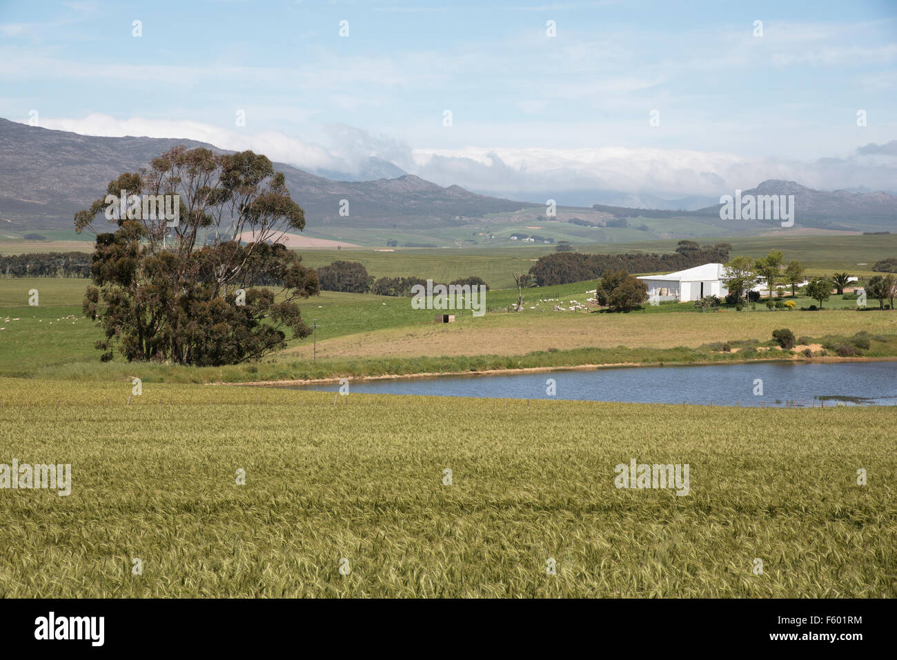 Crops growing on a farm in the wheatland region close to Caledon ...
