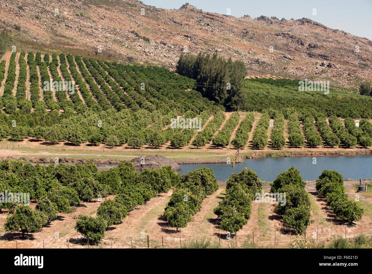 Citrus farm africa hi-res stock photography and images - Alamy