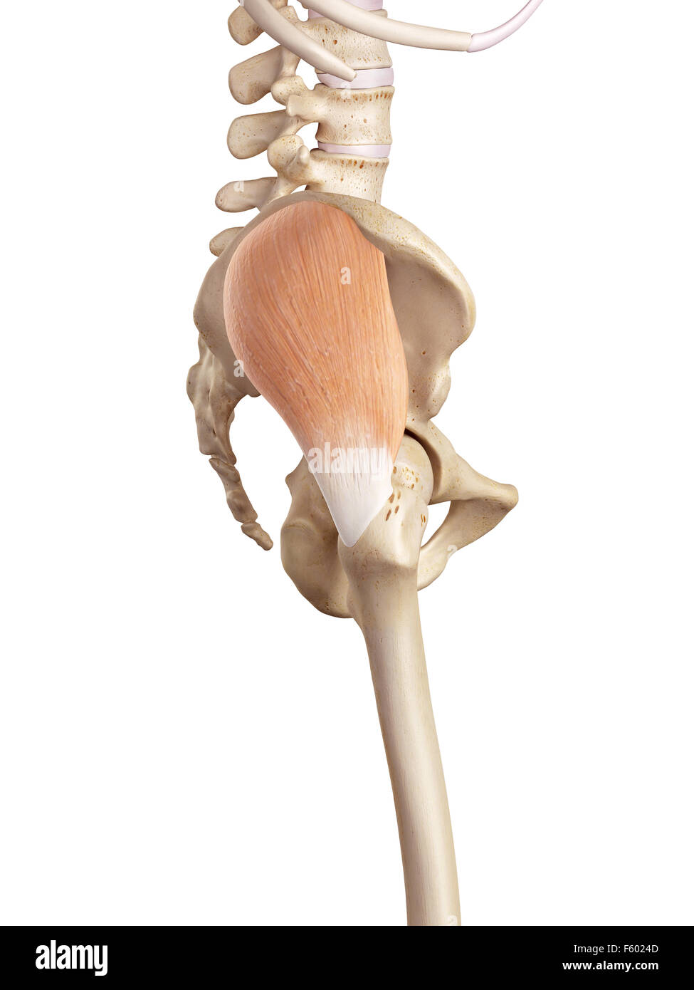 Gluteus medius hi-res stock photography and images - Alamy