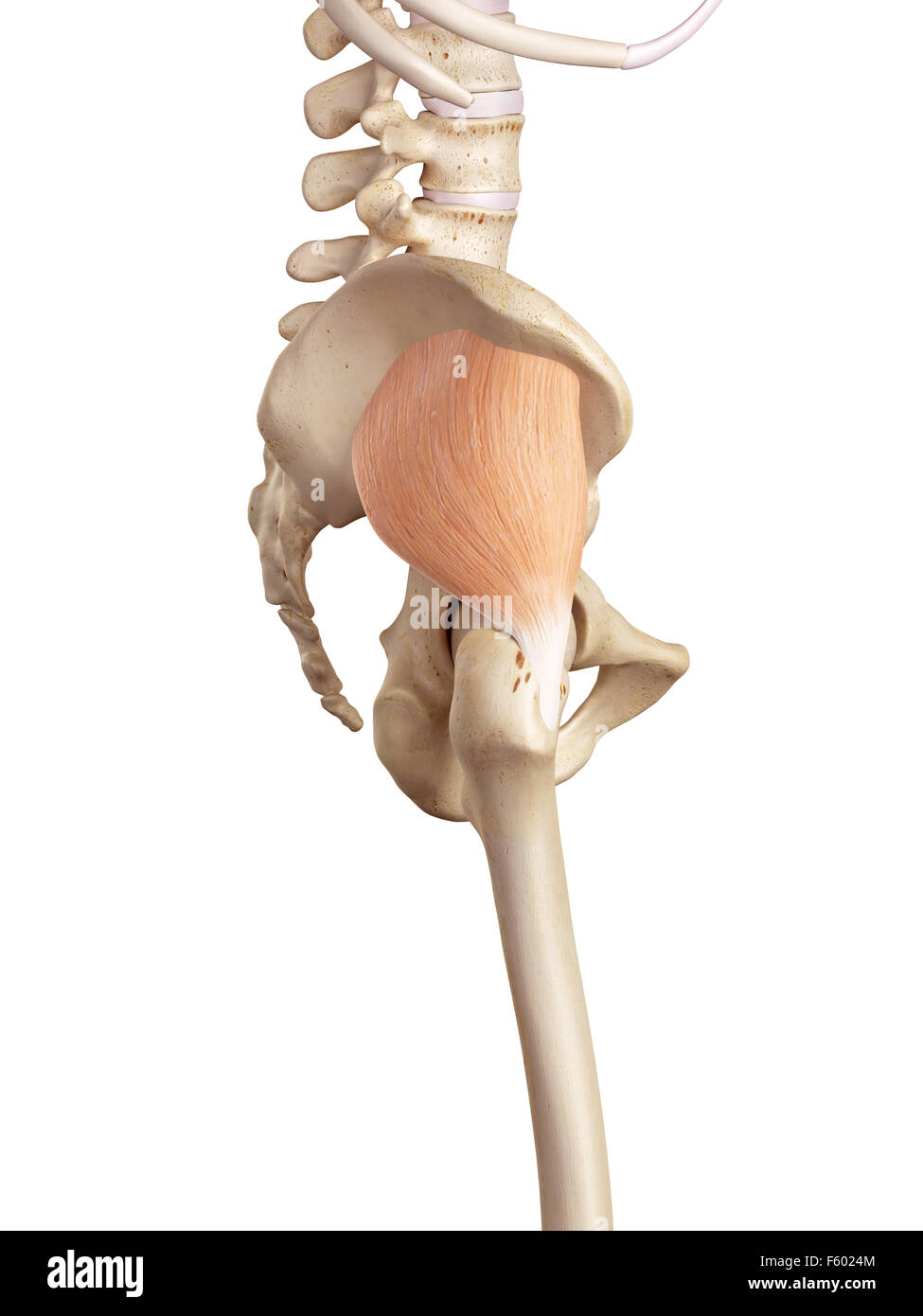 medical accurate illustration of the gluteus minimus Stock Photo - Alamy