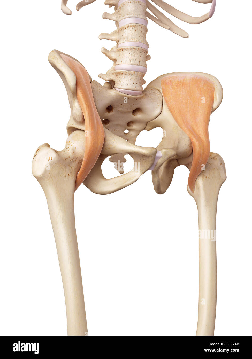 Iliacus muscle hi-res stock photography and images - Alamy