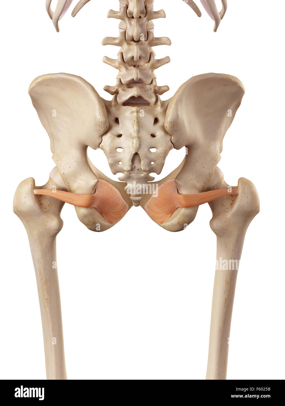 Obturator hi-res stock photography and images - Alamy