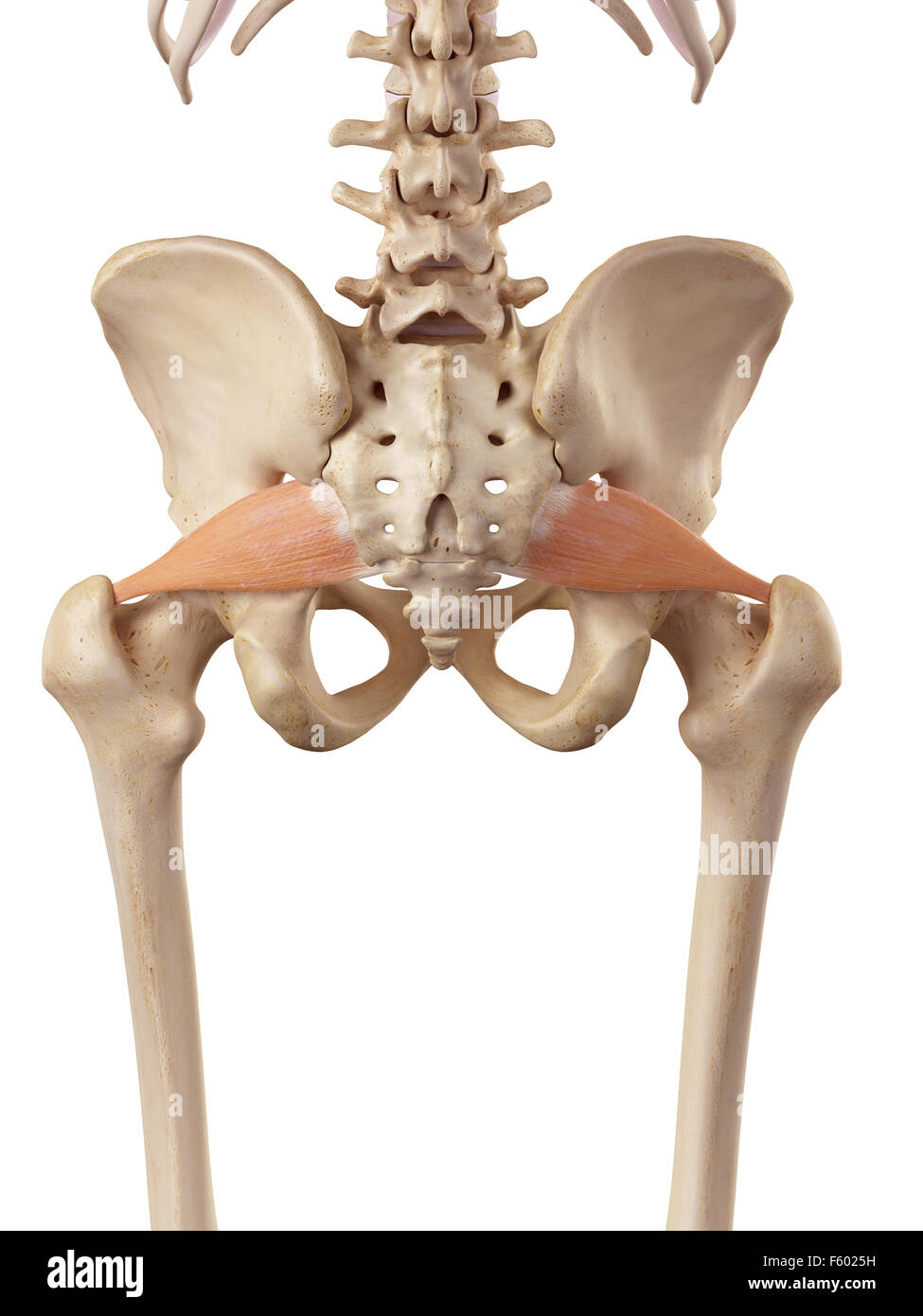 Piriformis muscle hi-res stock photography and images - Alamy