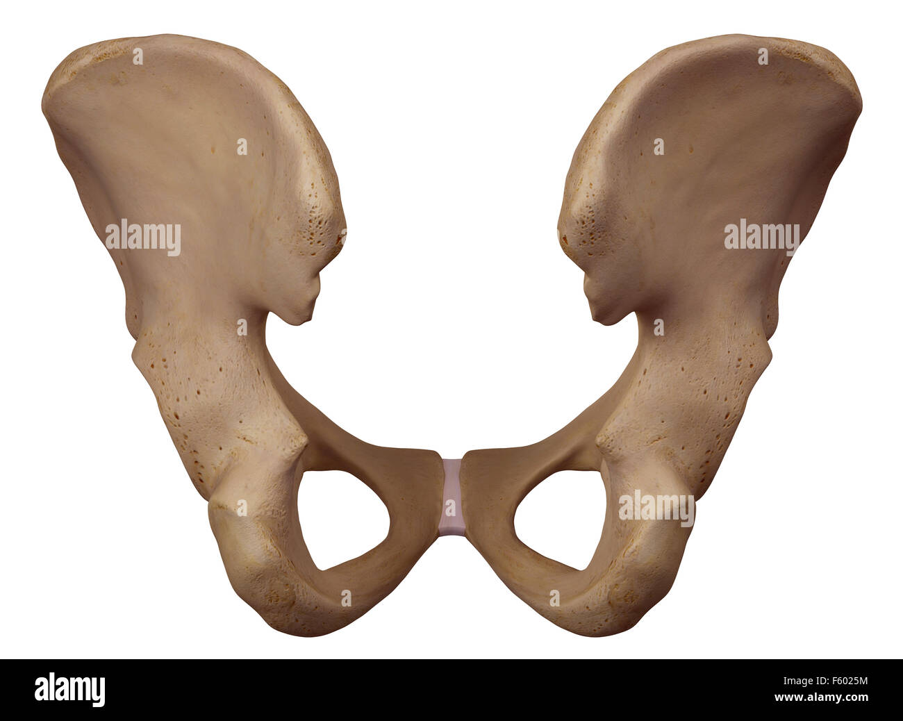 Bone Stock Photos & Bone Stock Images - Alamy