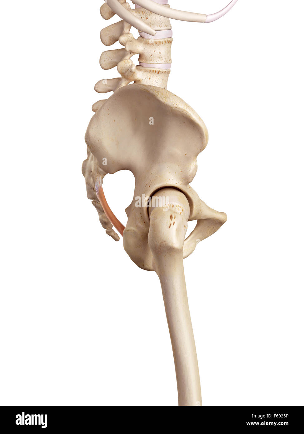 Sacrotuberous ligament hi-res stock photography and images - Alamy